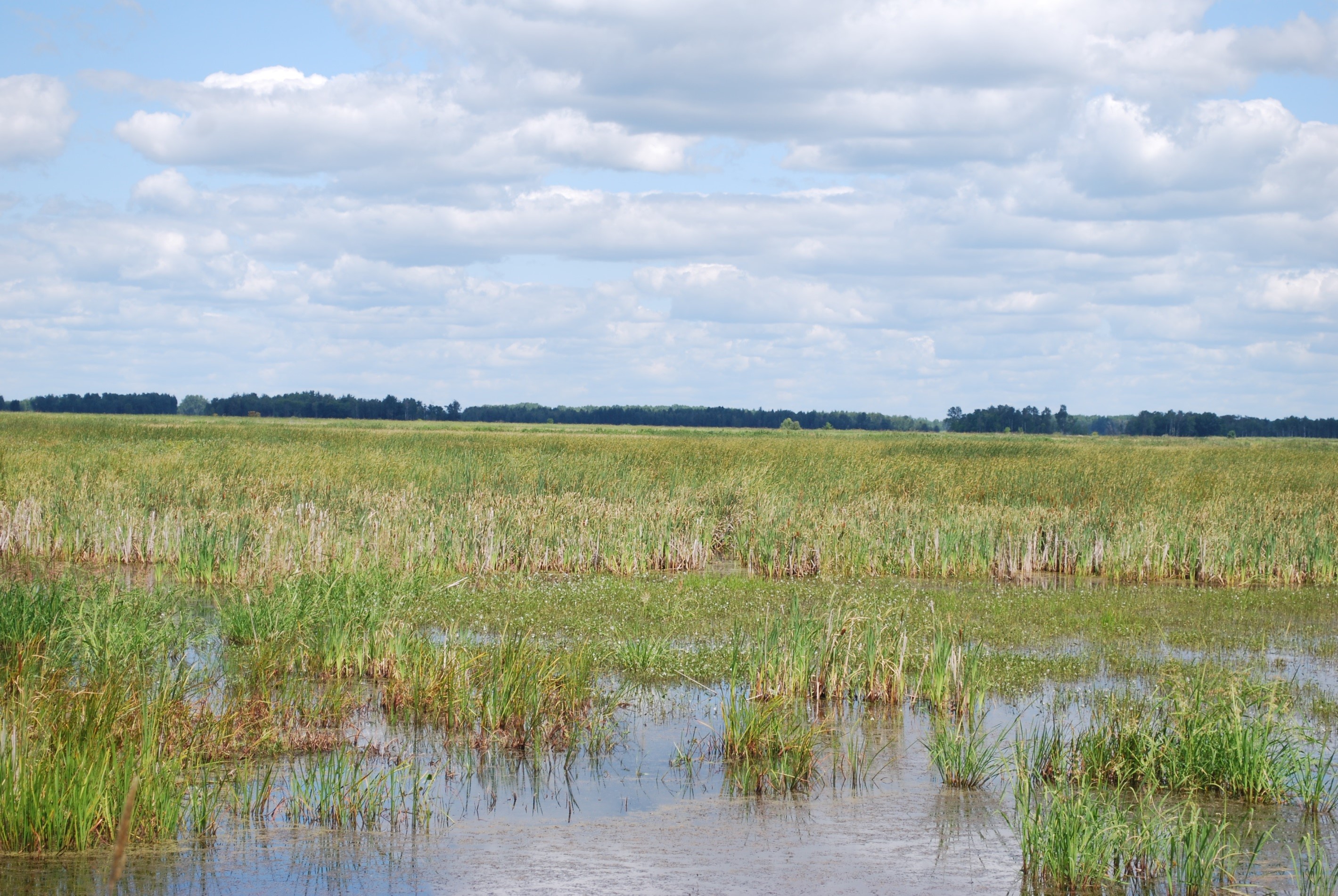 Carbon Sequestration in Wetlands | MN Board of Water, Soil Resources